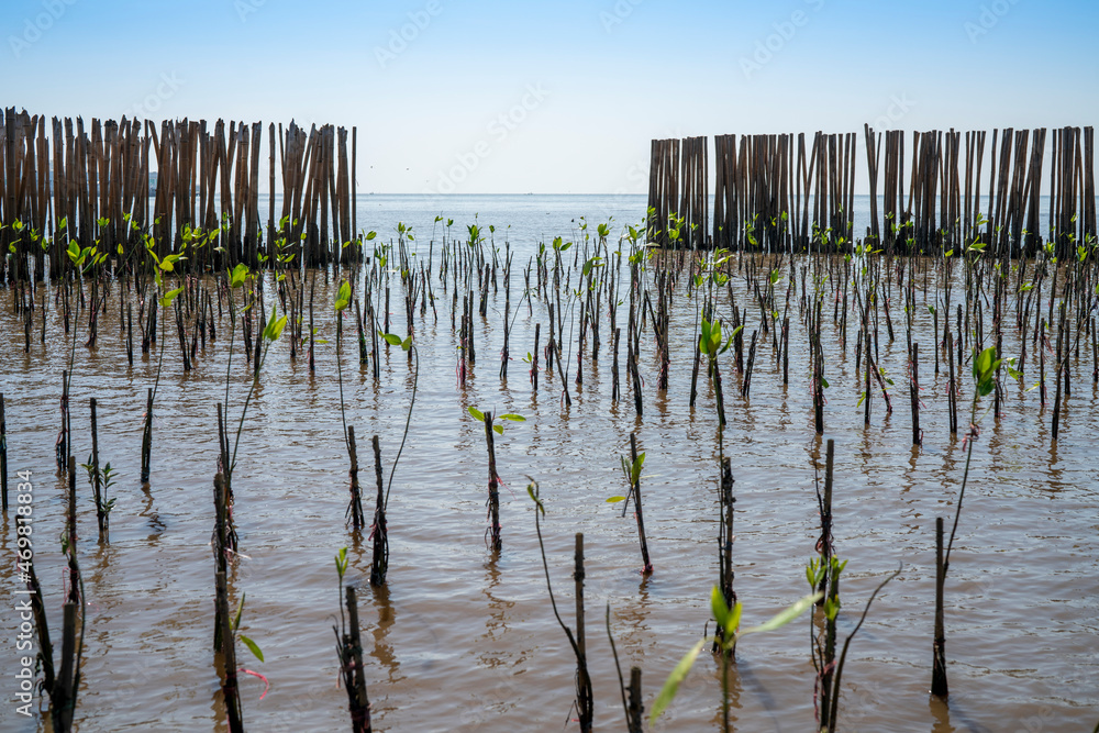 Young plant Mangrove Tree of Mangrove Forest, Mangrove planting ...