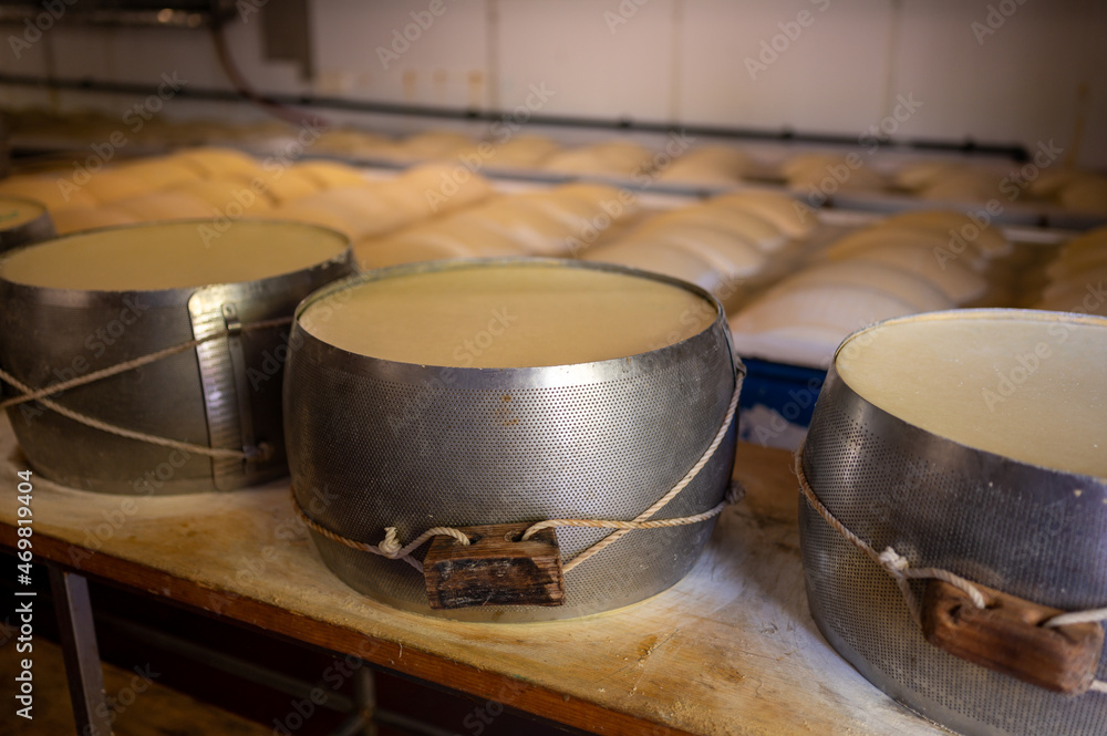 Process of making parmigiano-reggiano parmesan cheese on small cheese ...