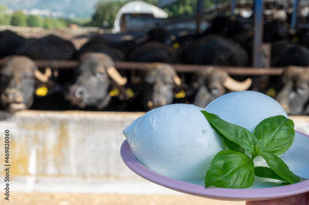 Foto de White balls of Italian soft cheese Mozzarella di Bufala Campana ...