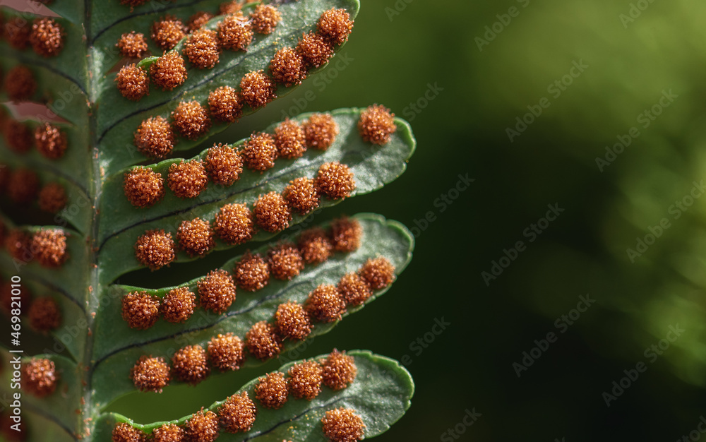 Macro image of the spores on the back of a fern leaf frond. Stock Photo ...