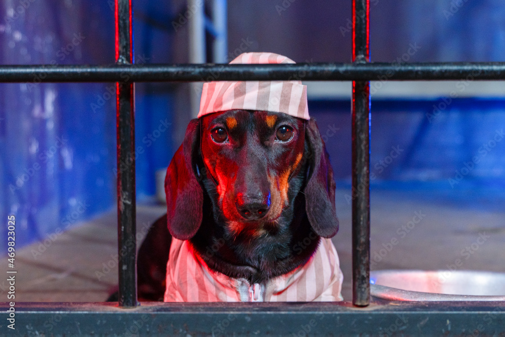 Portrait of severe dachshund dog in striped prison uniform with cap ...