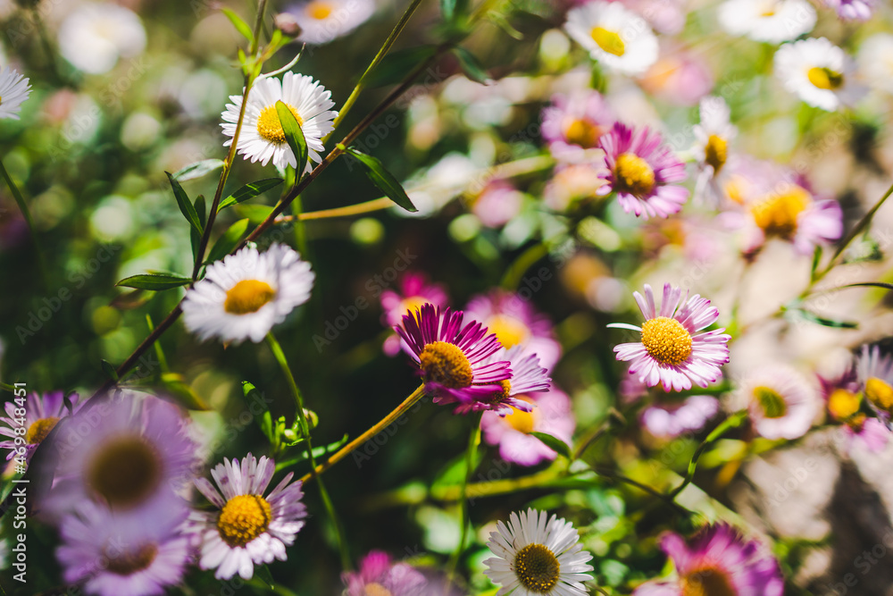 native Australian brachyscome Multifida Cut-Leafed Daisy plant with ...
