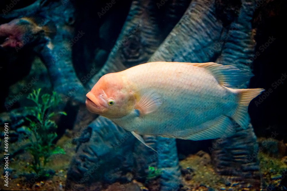 ocean fish in a large aquarium of algae and fish of other species Stock ...