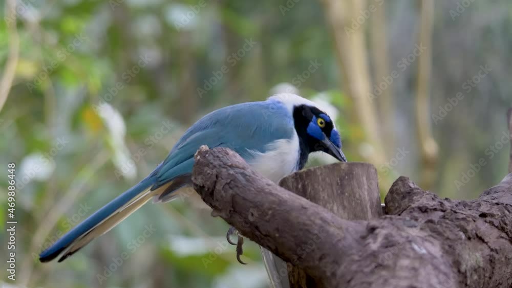 Wild Blue colored Bird jumping on wooden branch in nature and foraging ...