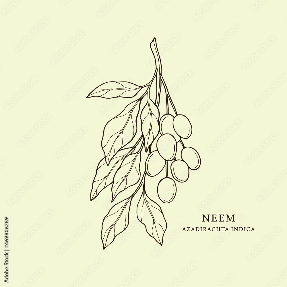 Hand drawn neem illustration. Botanical design Stock Vector | Adobe Stock