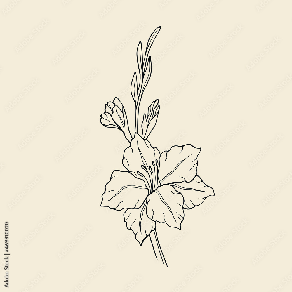 Hand Drawn Line Art Gladiolus Flower Stock Vector Adobe Stock