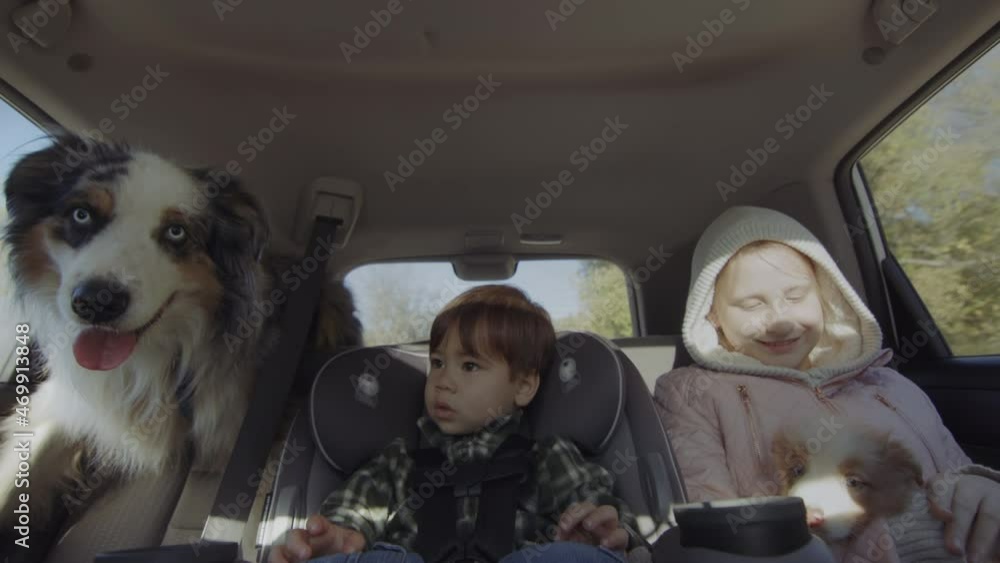 Two children, a dog and a puppy ride in the back seat of a car. A fun ...