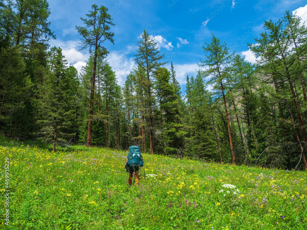Summer alpine trekking, climbing through a green meadow with various ...