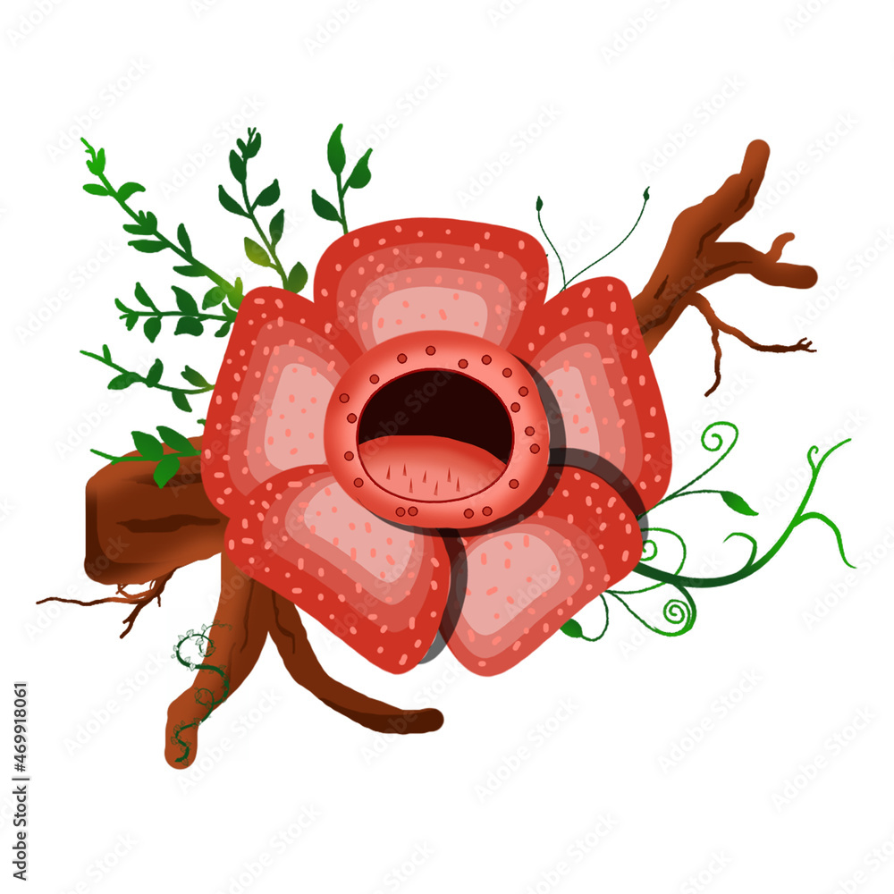 The illustration of a rare flower, namely the Rafflesia Arnoldi flower ...