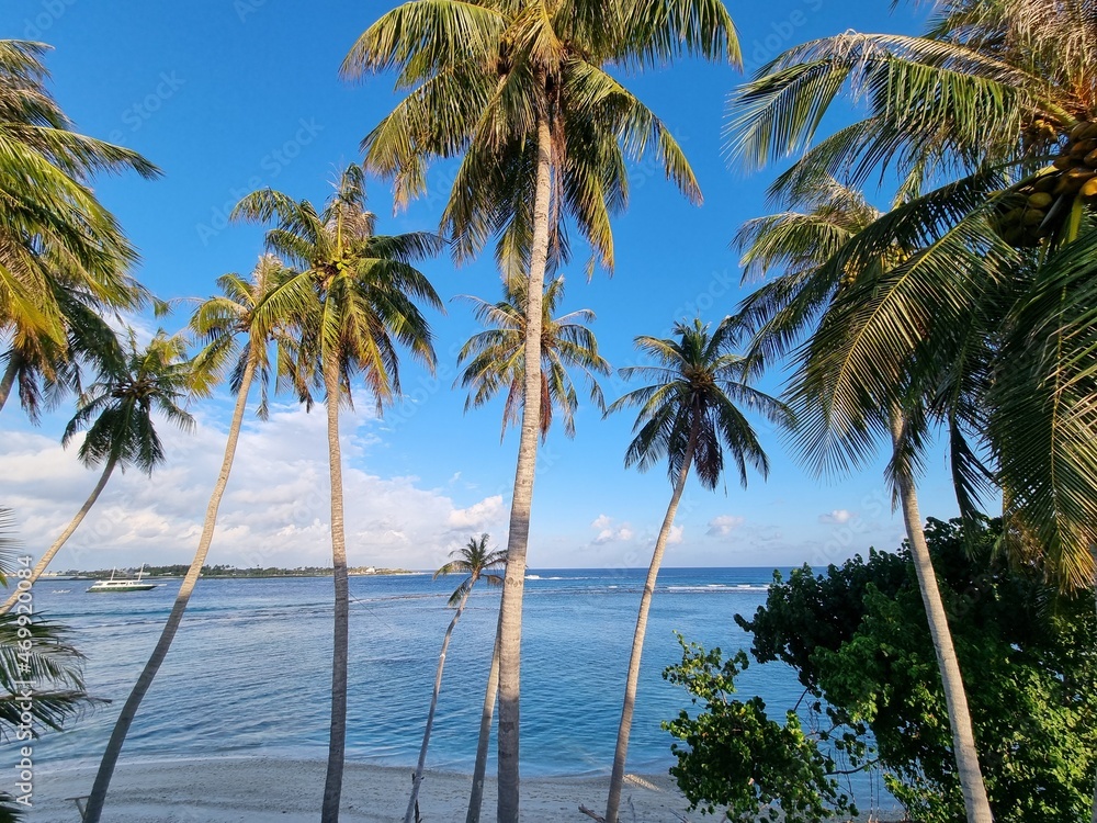 palm trees on the beach Stock Photo | Adobe Stock