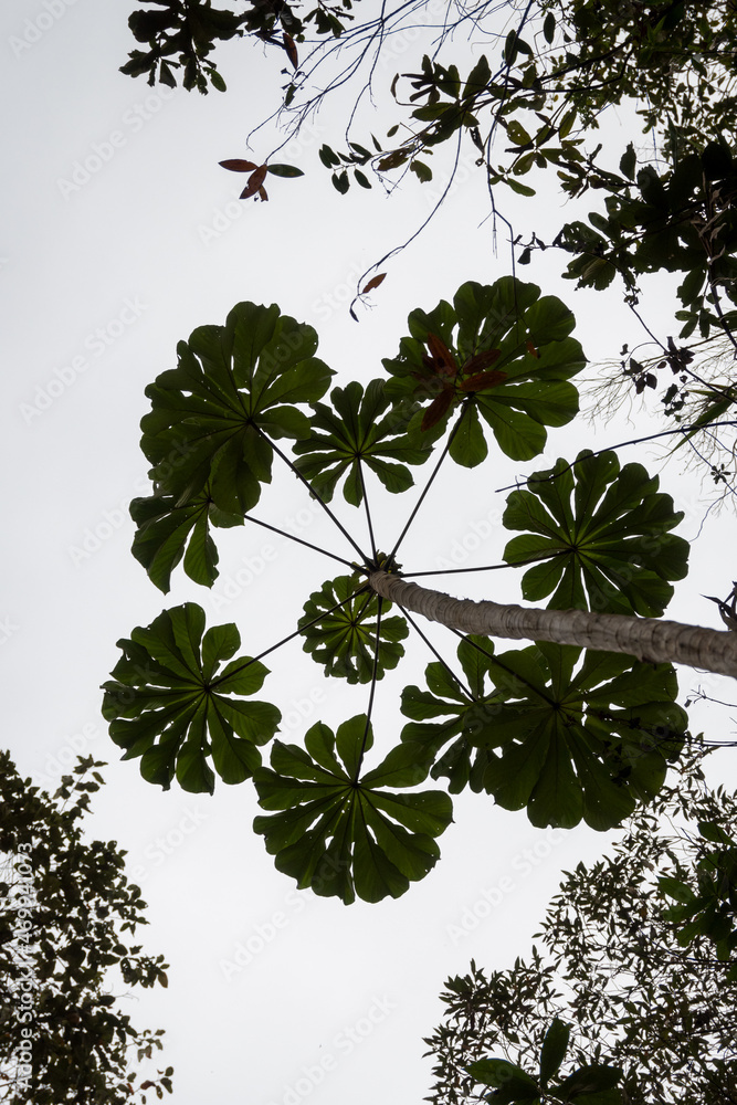 Embauba tree (Cecropia) seen from below, showing the radial arrangement ...