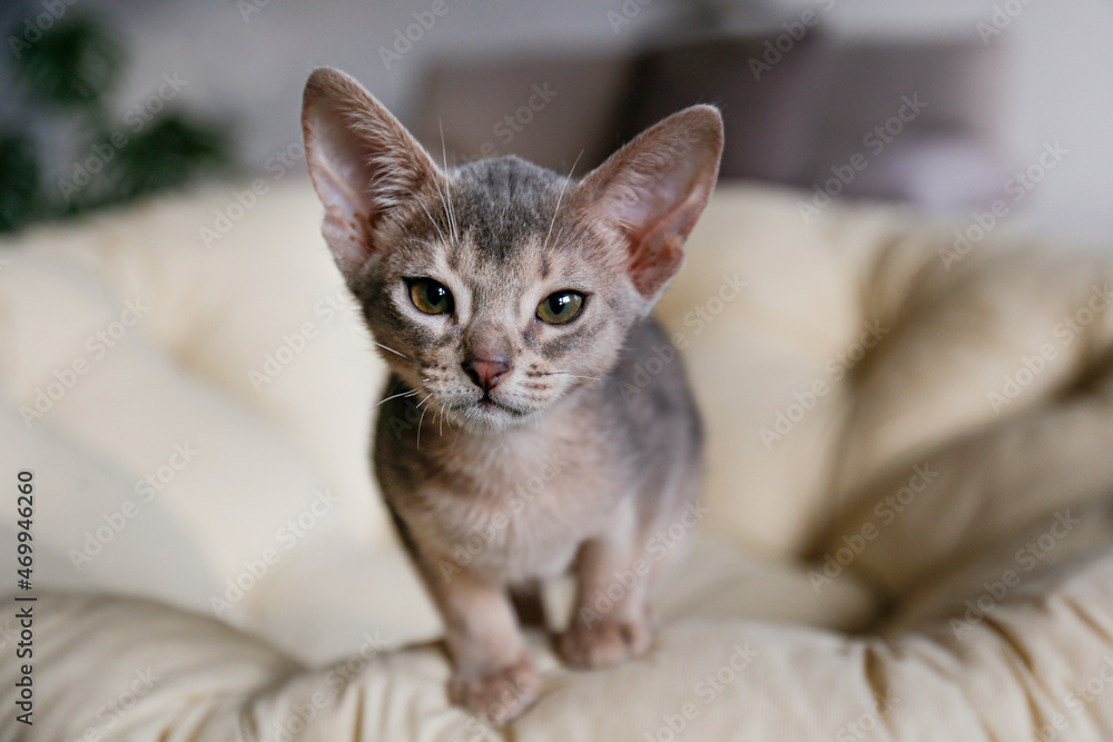 Grey Abyssinian Kittens