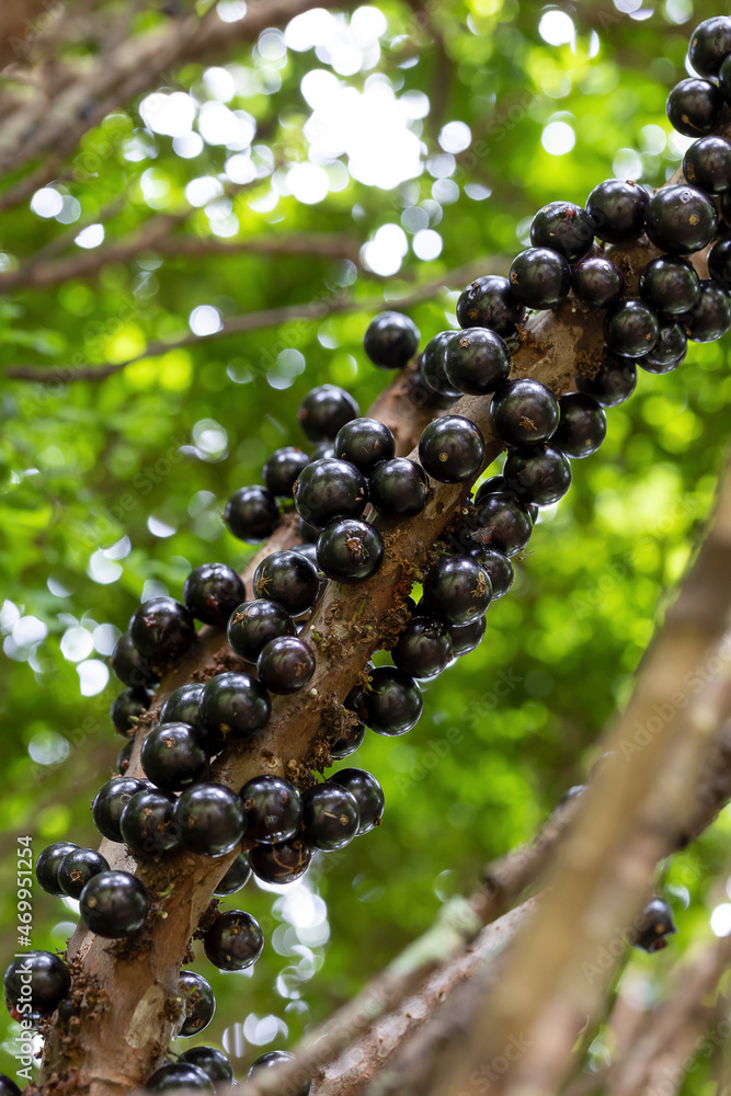 Jabuticaba Tree