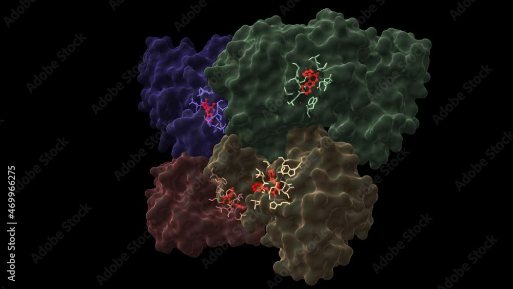 Structure of streptococcal pyrogenic exotoxin B (SpeB) tetramer with ...