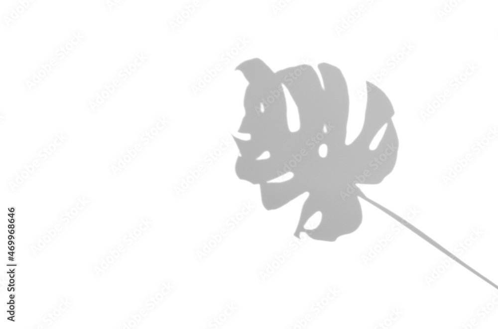Monstera leaf shadow overlay. Stock Photo | Adobe Stock