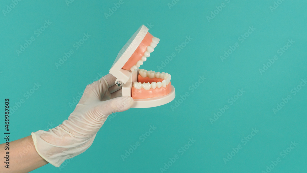 Orthodontic model of teeth in hand that wearing medical glove on green ...