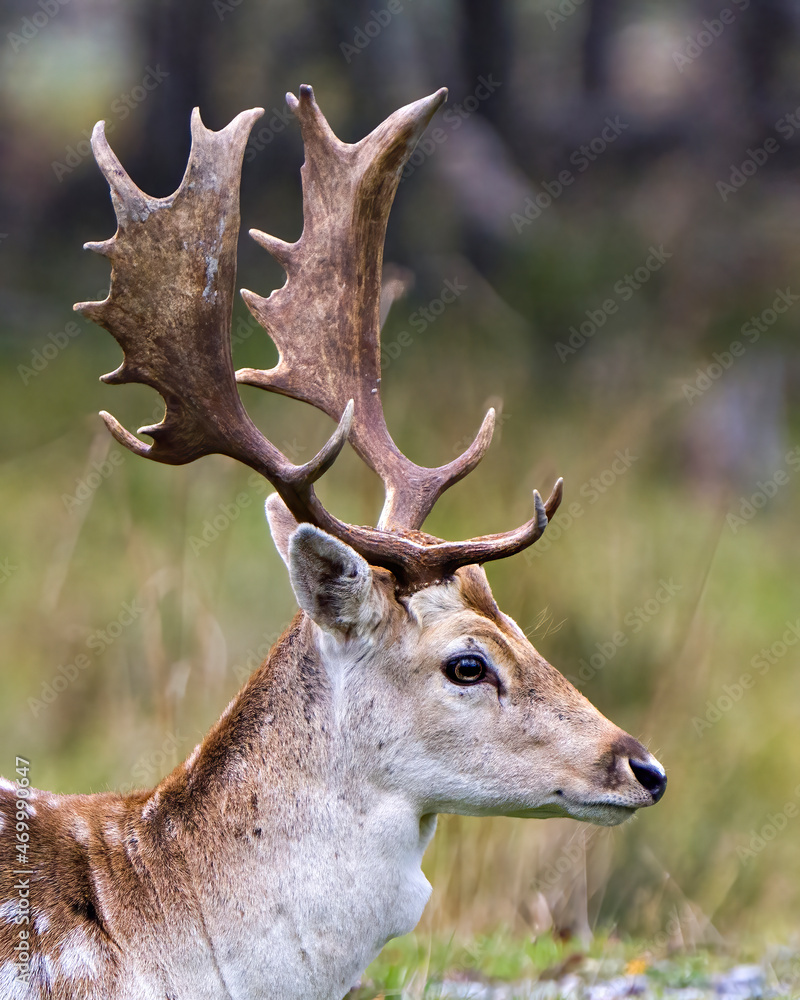 Fallow Deer