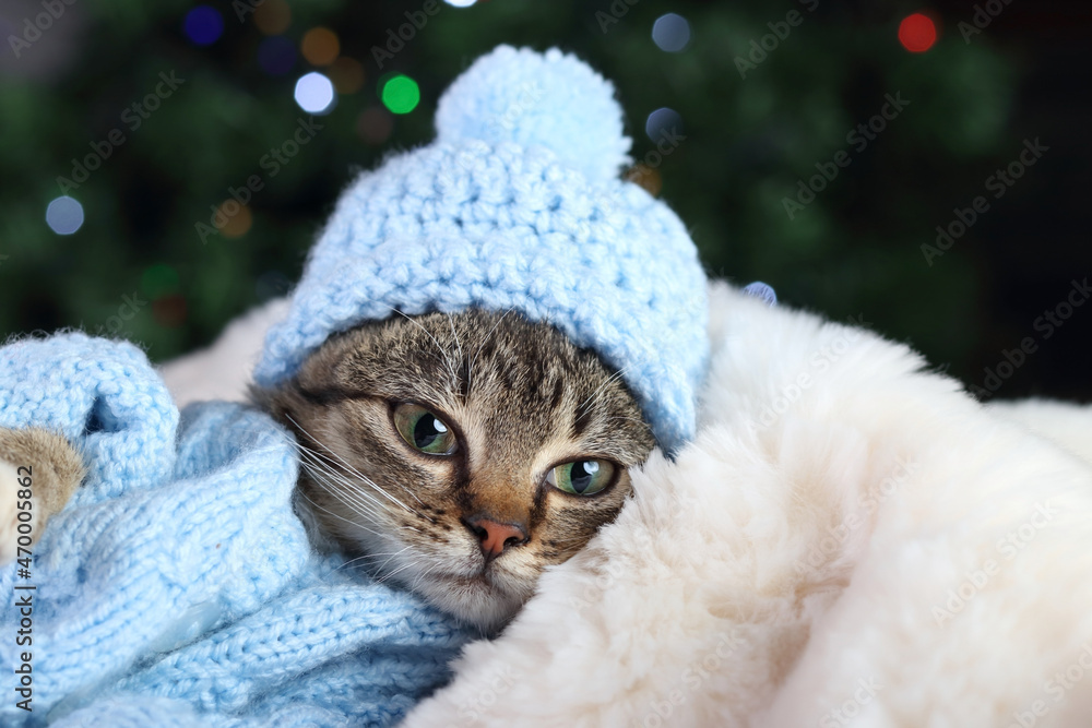 Kitten Wearing Sweater