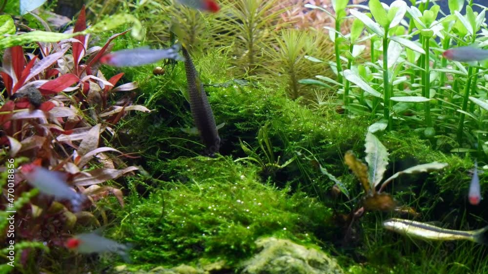 silver flying fox, active algae eater fish search for algal vegetation ...