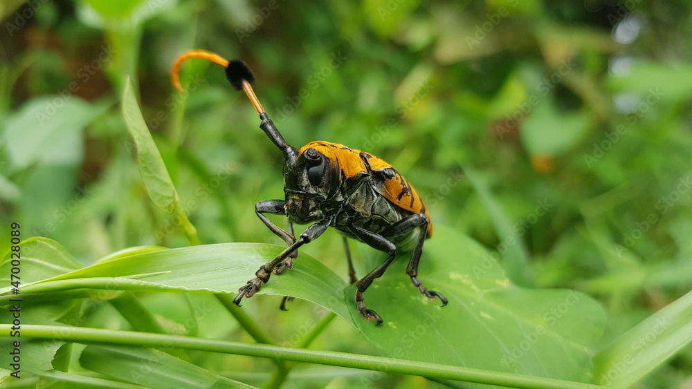 Cambodia. Aristobia approximator is a species of beetle in the Longhorn ...
