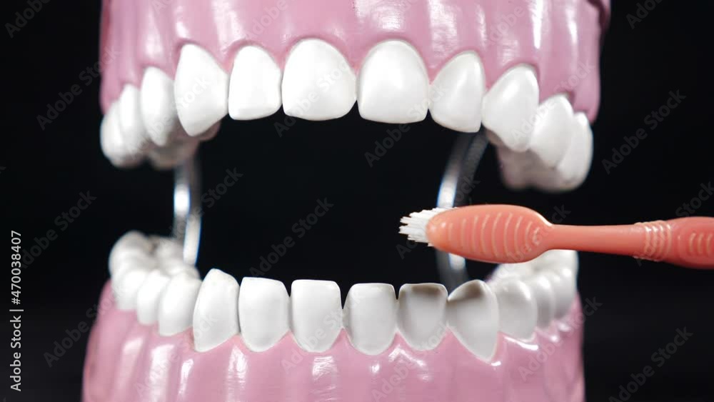 Dentist showing how to brush teeth properly. Hands in gloves holding ...