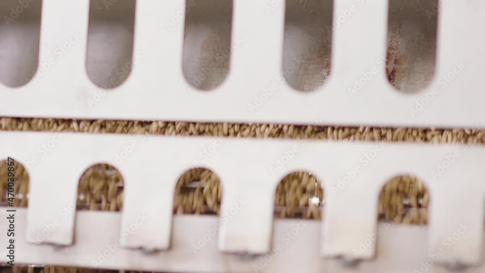 Raw oats transport to the processing machine to separate the husks from ...