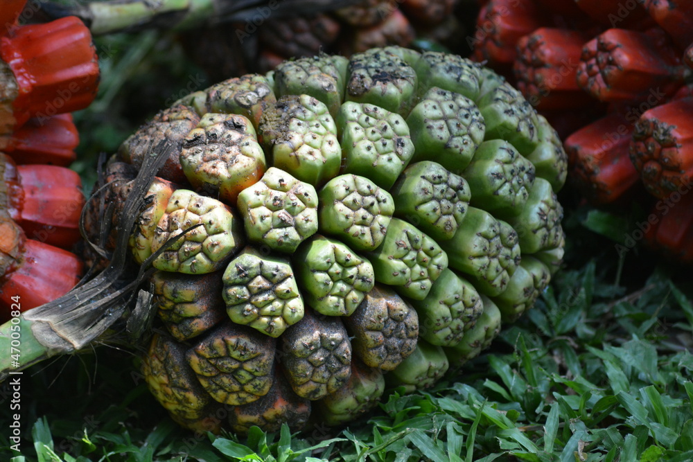 Pandanus tectorius is a species of Pandanus, screwpine that is native ...