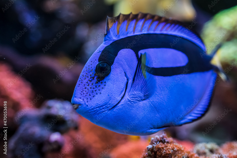 Foto de Paracanthurus hepatus, Blue tang in Home Coral reef aquarium ...