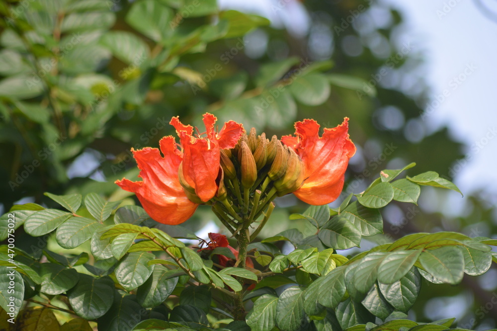 Spathodea campanulata, is commonly known as the African tulip tree and ...