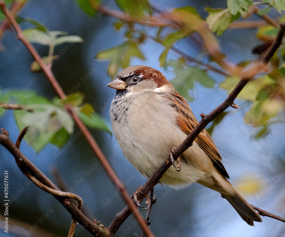 The house sparrow is a bird of the sparrow family Passeridae, found in ...