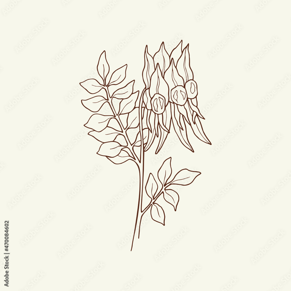 Hand drawn Sturt's desert pea. Australian native flower Stock Vector ...