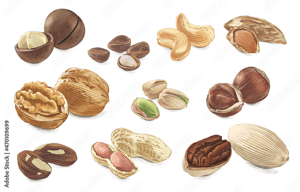nut set collection Hand drawing sketch engraving watercolor ...