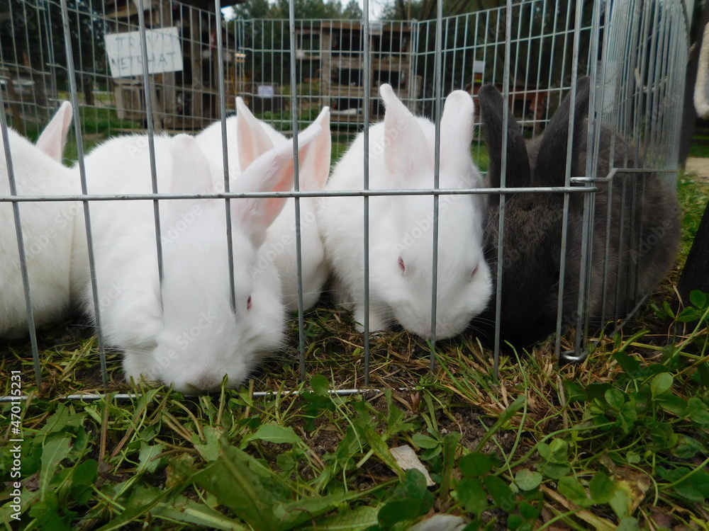 Rabbits, also known as bunnies or bunny rabbits, are small mammals in ...