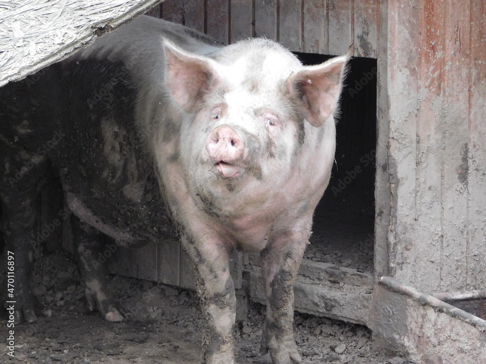 pig in a barn genus Sus, within the even-toed ungulate family Suidae ...