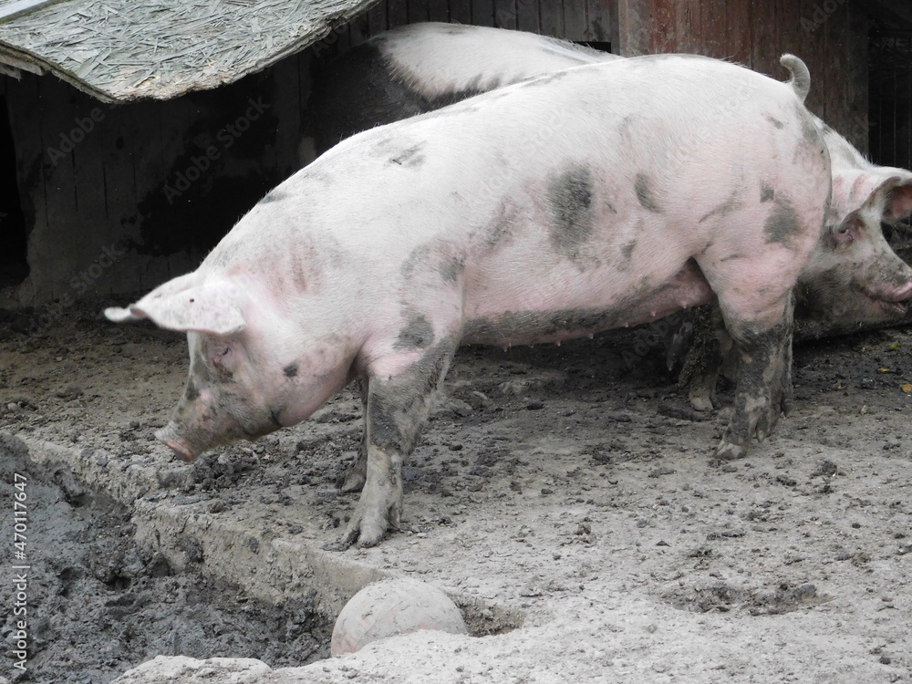pig in a barn genus Sus, within the even-toed ungulate family Suidae ...