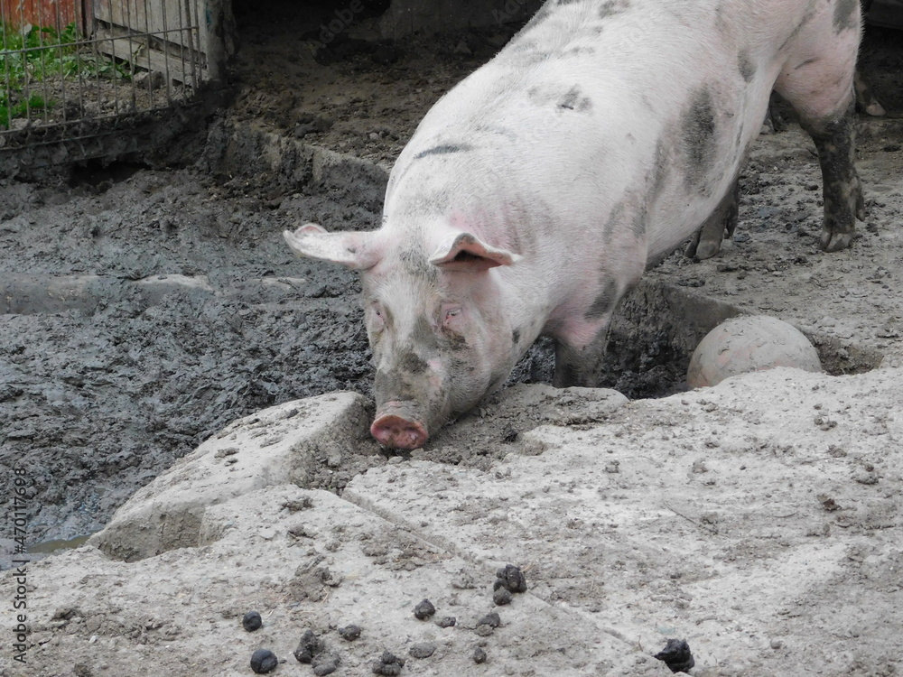pig in a barn genus Sus, within the even-toed ungulate family Suidae ...