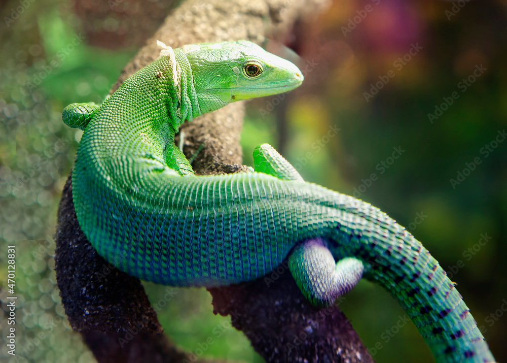 Green Keel-Bellied Lizard. These are small slender lizards. The dorsal ...