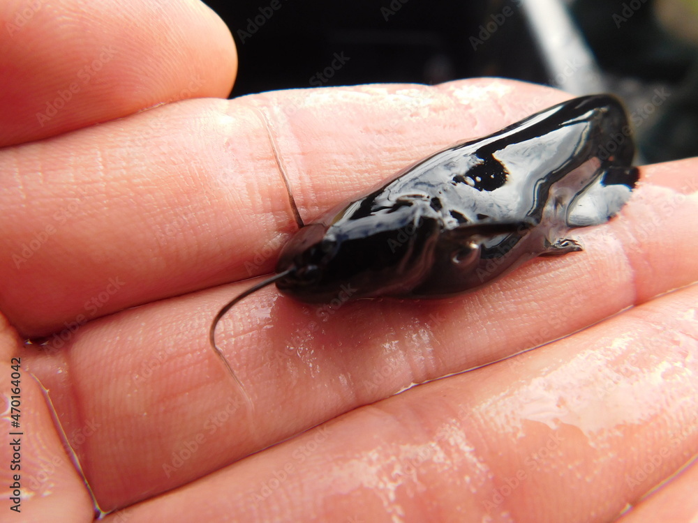 juvenile specimen of silurus glanis wels, also called sheatfish, is a ...