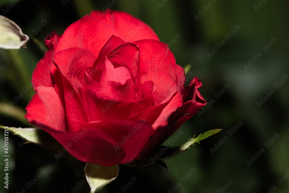 Red rose on a dark green background. The structure of the petals of the ...