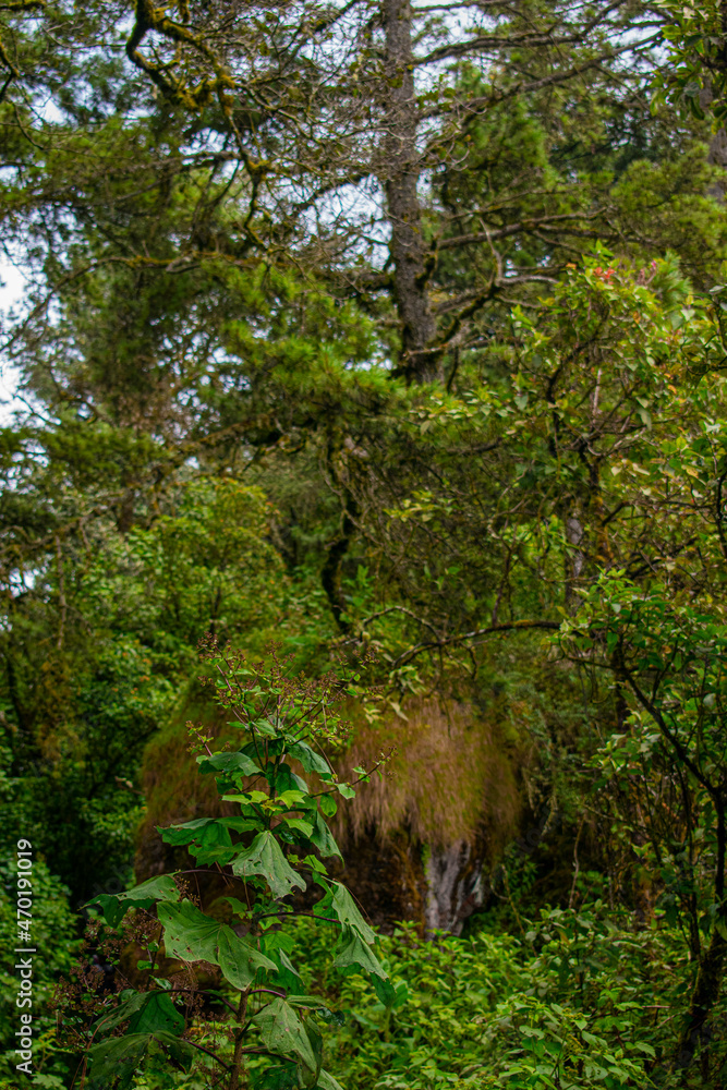 ramas hermosas Stock Photo | Adobe Stock
