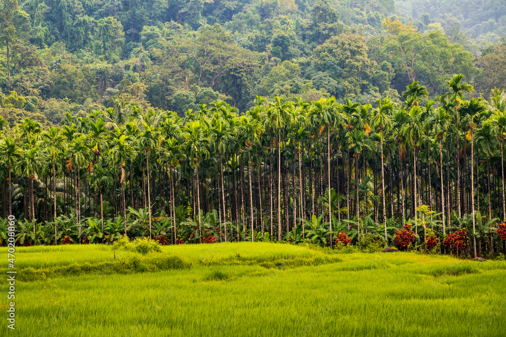 Rice fields. Landscape with a tree. Seren landscape view from the field ...