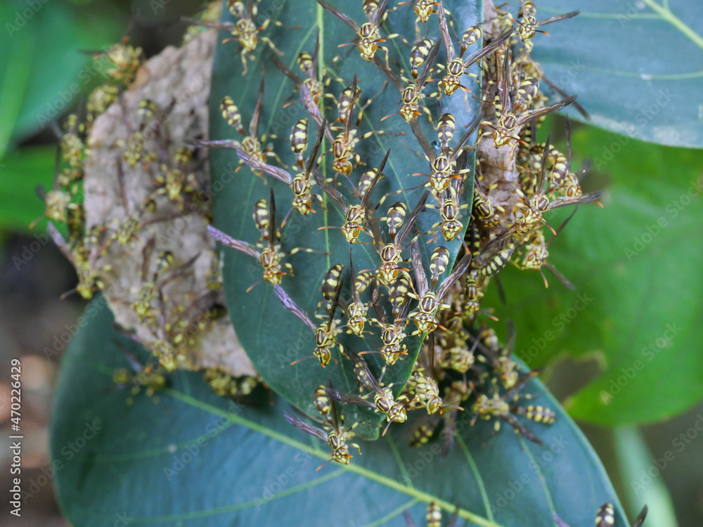 Foto de Eastern Yellowjacket paper wasps hive in green leaf plant tree ...