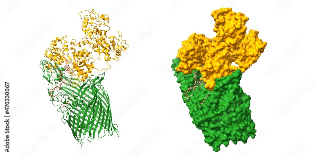 ภาพประกอบสต็อก Structure of transferrin binding protein A (green) from ...