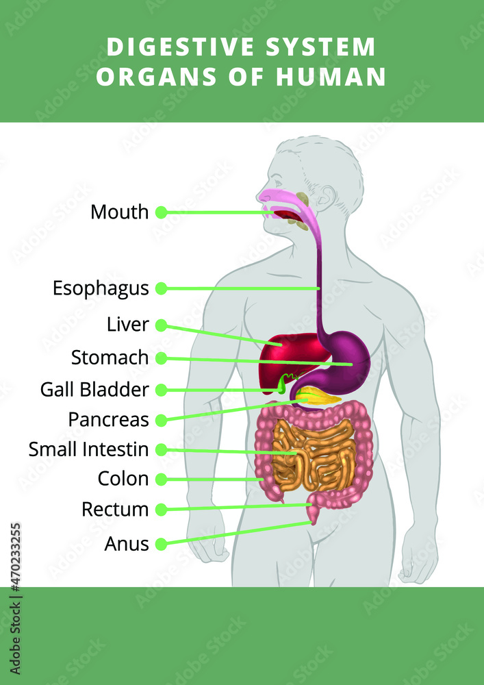 anatomy of the human body - Digestive System Stock Vector | Adobe Stock