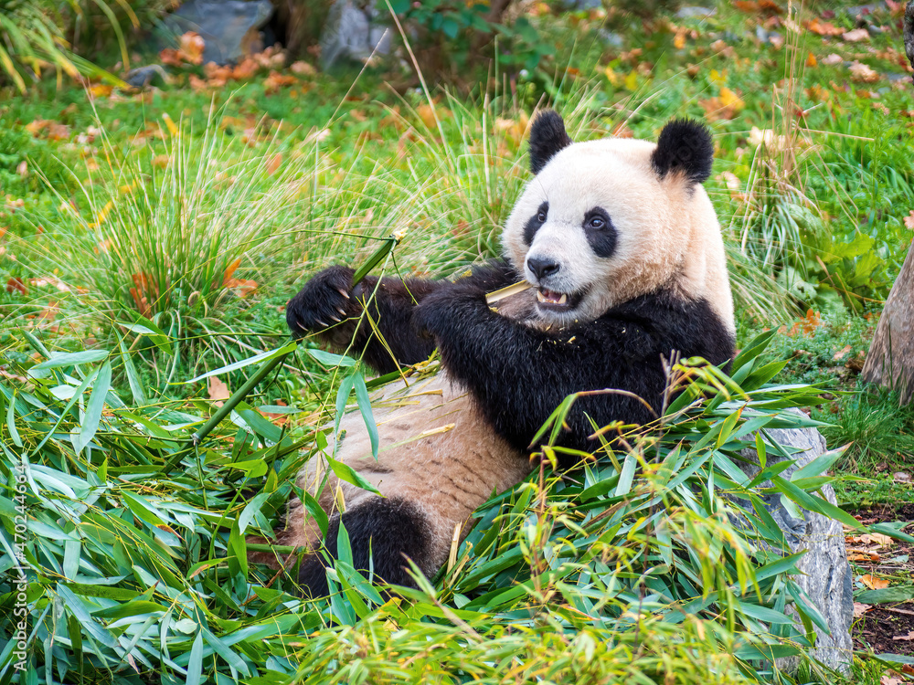 Cute Panda Life in Park with close up view during eating Stock Photo ...