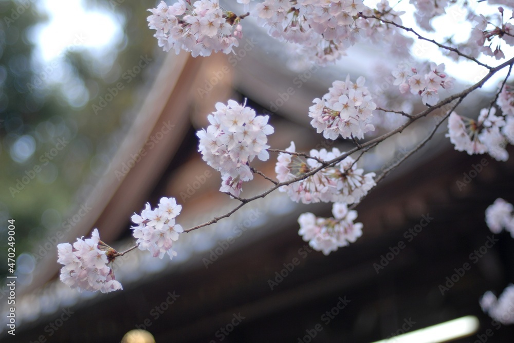 cherry blossom in full bloom against a background of ICHIGAMI JINJA shrine, HIGASHIOMI Stock ...