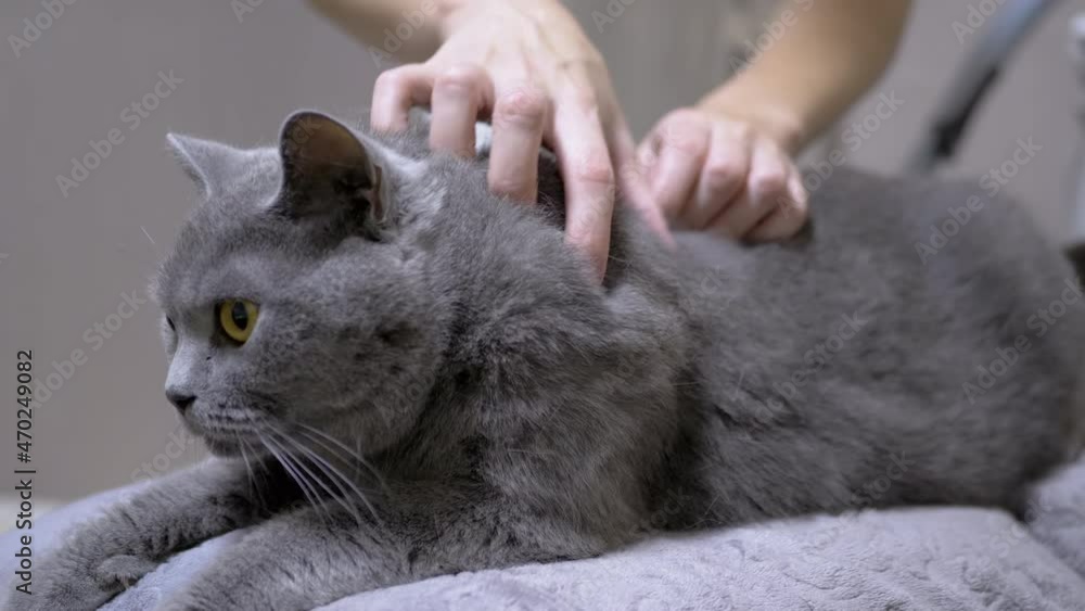 A Veterinarian Examines Ears, Hair of Cat for Presence of Parasites ...