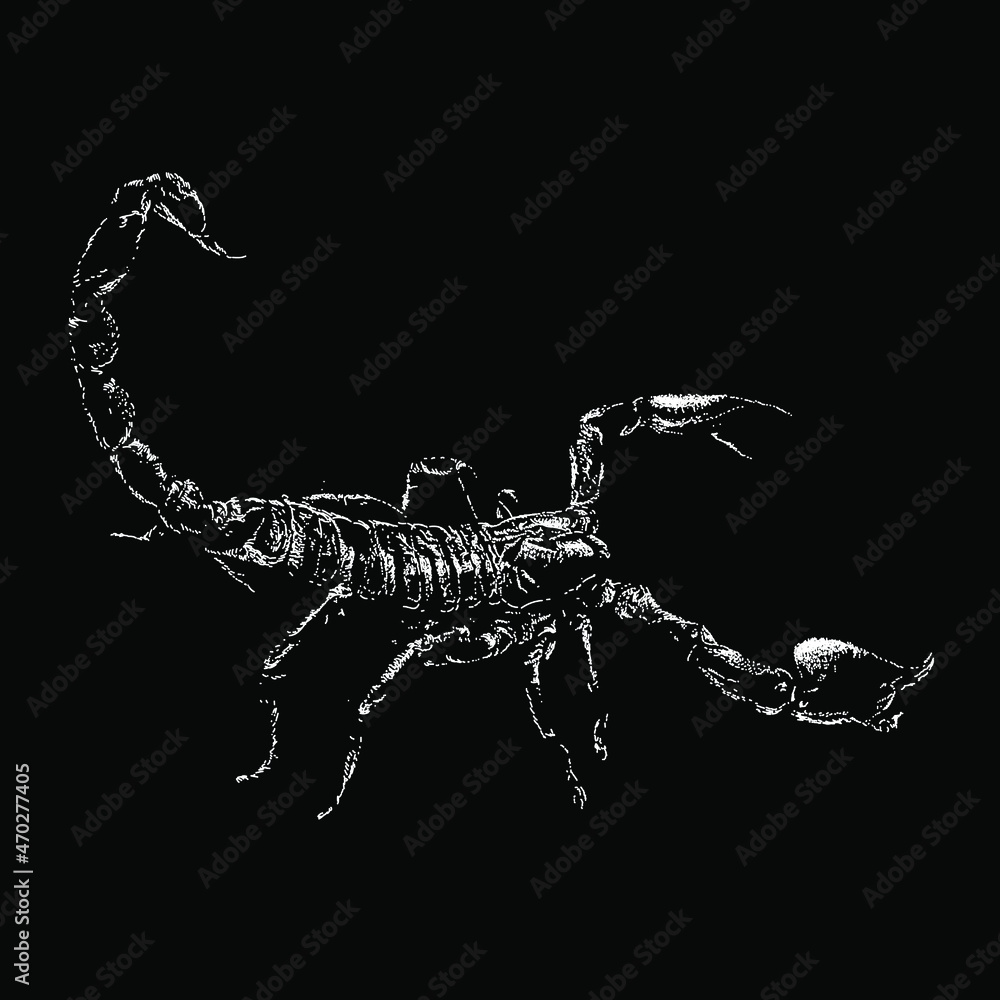 Scorpion vector hand drawing illustration in scratch style. vector ...
