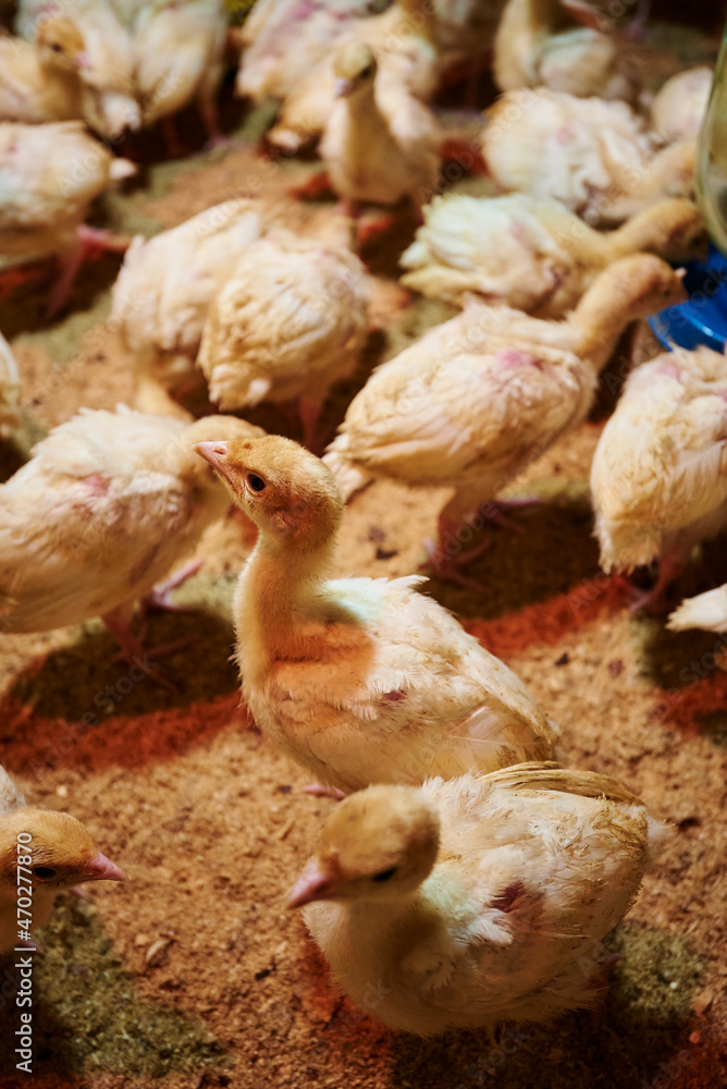 Small turkeys on the farm, turkey breeding. Little turkey chickens. A ...