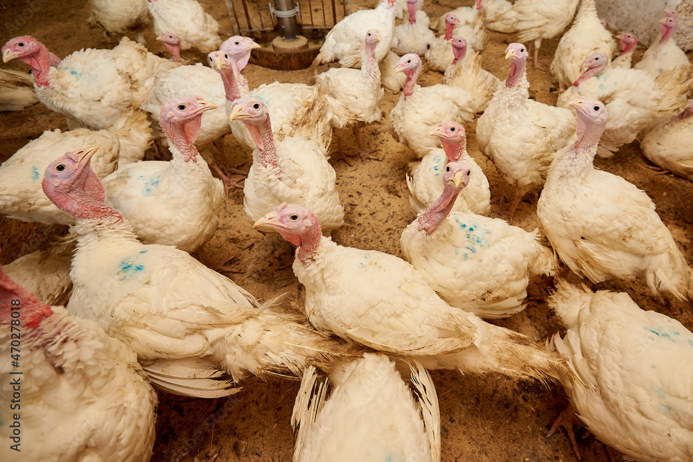Foto de Turkeys in a pen, close-up, raised in captivity. Poultry farm ...
